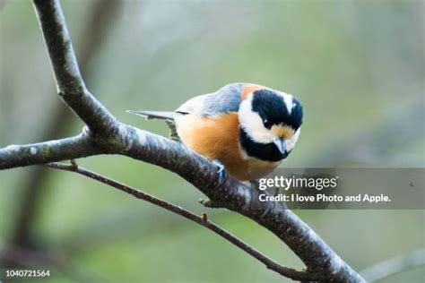 Japanese Tit Photos And Premium High Res Pictures Getty Images