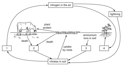 Igcse Biology 0610 19 3 Nutrient Cycles Igcse Style Questions Paper 2
