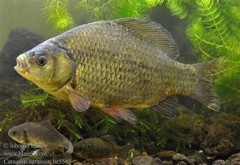 Karaś Pospolity Carassius Carassius