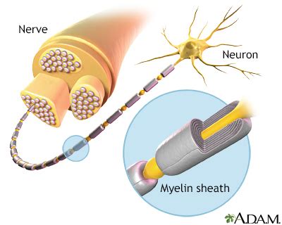 Myelin Information Mount Sinai New York