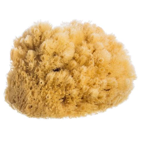 Sea Sponge Artofit
