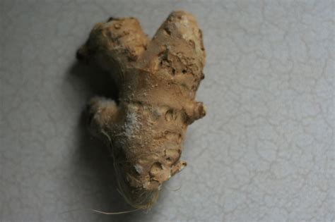 One Year Forsythia Root