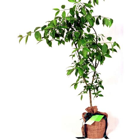 Spindle Tree T By Trees Direct Protect The Planet