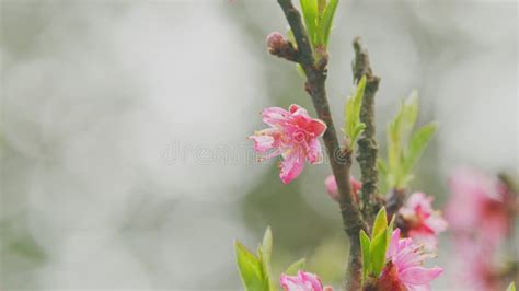 Spring Time In Blooming Garden Spring Background Art With Pink Blossom