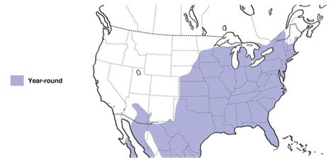 13 Brown Birds Common In Arizona 2024 Bird Watching Hq