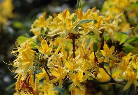 무료 이미지 나무 잎 꽃 무늬의 자연스러운 상록수 가을 식물학 노랑 플로라 야생화 관목 진달래 떠는 개화 하이퍼 럼 매크로 사진 허니버클