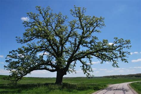 When Do Oak Trees Produce Acorns — Forest Wildlife
