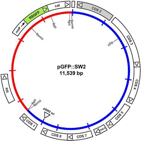Map Of The Plasmid Vector Pgfp Sw2 The Inner Circle Represents The