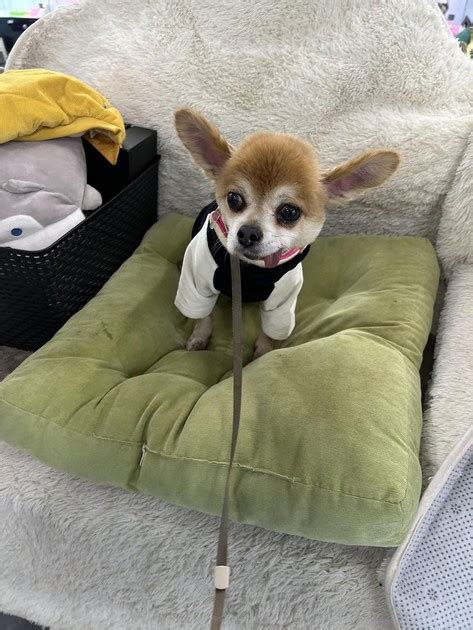 장모치와와믹스꿀 강아지책임분양 강아지분양 고양이분양 컴투펫 시츄 셔틀랜드쉽독 말티푸 미니핀 치와와 요크셔테리어 포메라니안 말티즈 분양