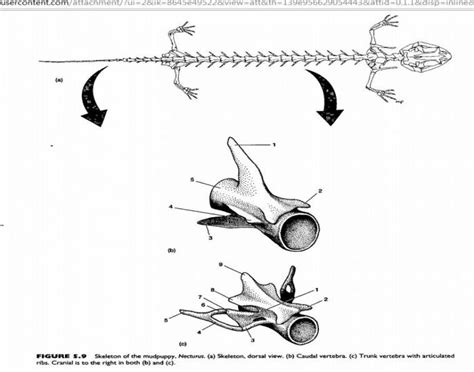 Necturus Skeleton Quiz