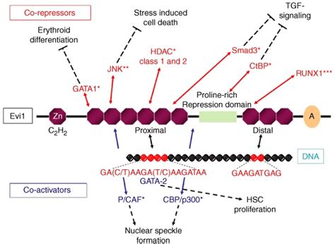 Evi1 Interacting Pathways Evi1 Is Composed Of 10 Zinc Fingers Of The