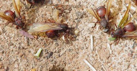 Comenzó La Temporada De Hormigas Culonas En Santander Infobae