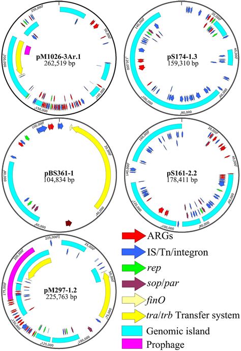 Frontiers Multiple Replicon Resistance Plasmids Of Klebsiella Mediate