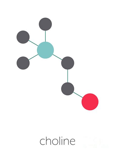 Choline Essential Nutrient Molecule 1 Photograph By Molekuul Science Photo Library Pixels