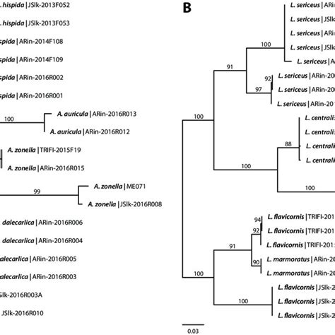 maximum likelihood trees based on mitochondrial coi sequences of