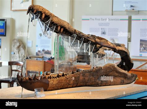Liopleurodon Skull