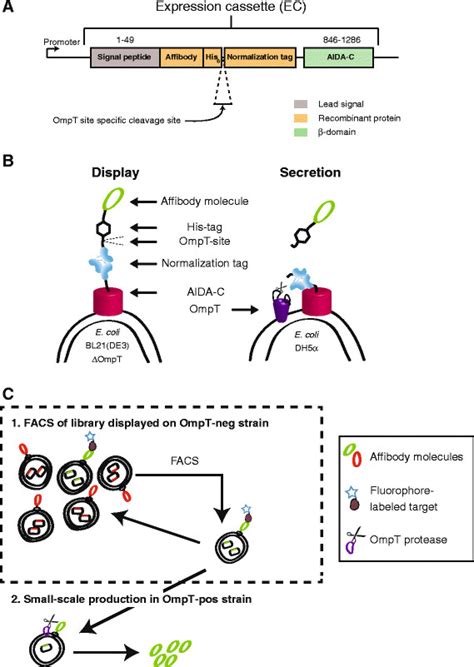 Schematic Illustration Of The Expression Cassette Including The