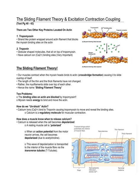 Sliding Filament Theory And Muscle Contraction Notes
