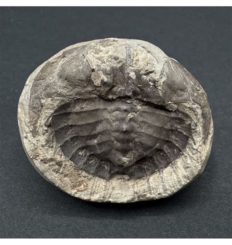 Horseshoe Crab Looking Fossil