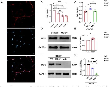 Figure 2 From The Effect Of Regulating Mcu Expression On Experimental