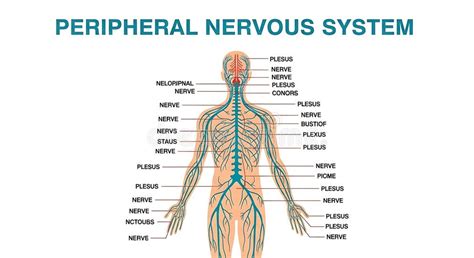 Human Peripheral Nervous System Stock Illustrations 810 Human