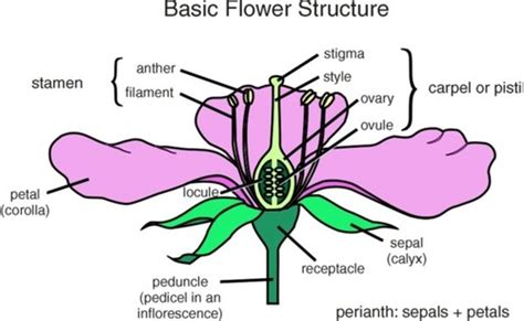 Bio 304 Exam 2 Review Flashcards Quizlet