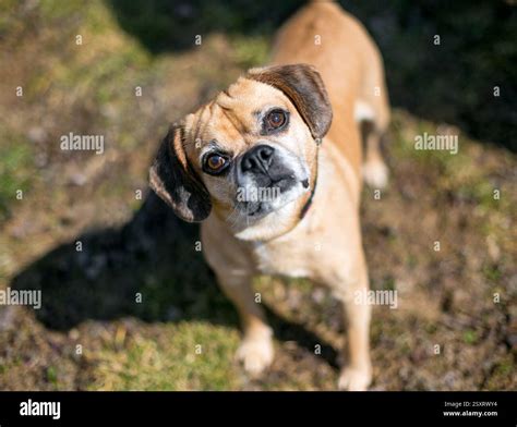 A Pug X Beagle Mixed Breed Dog Also Known As A Puggle Looking Up With