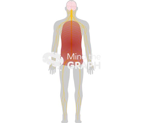 Free Autonomic Neuropathy Body Icons Symbols Pictures And Images