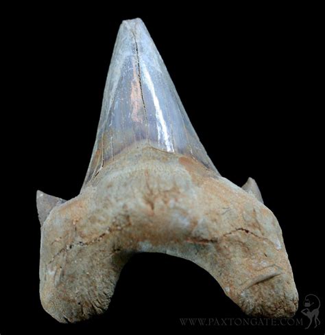 Otodus Obliquus Fossil Shark Tooth Paxton Gate