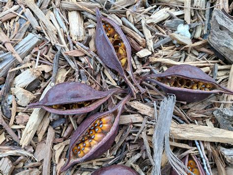 Tree Seed Pods
