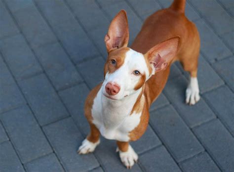 Do Dogs Have Periods Understanding Female Dog Reproductive Cycles