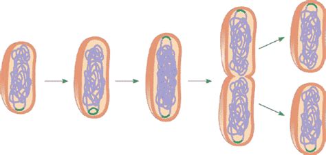 Quia 9ap Chapter 27 Bacteria And Archaea Basic