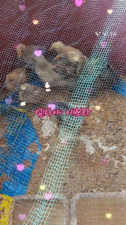 병아리엄마야이쁘라 Youtube