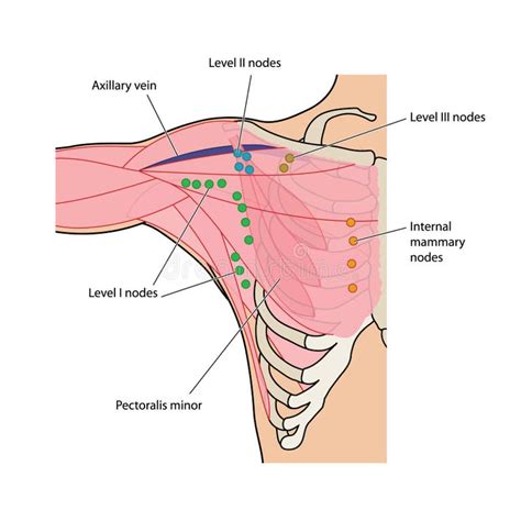 Lymph Nodes Chest Stock Illustrations 79 Lymph Nodes Chest Stock