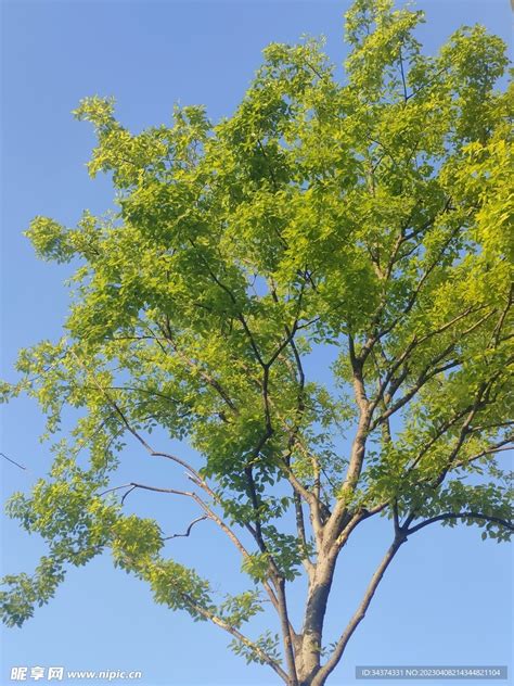 树摄影图 自然风景 自然景观 摄影图库 昵图网