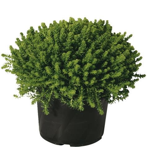 Sexangulare Syngenta Flowers