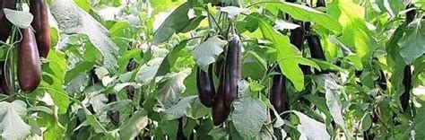 茄子怎样打叶和整枝？种植土壤层侧枝