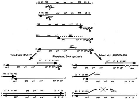 Hiv 1 Reverse Transcription And The Predicted Consequences Of Priming Download Scientific