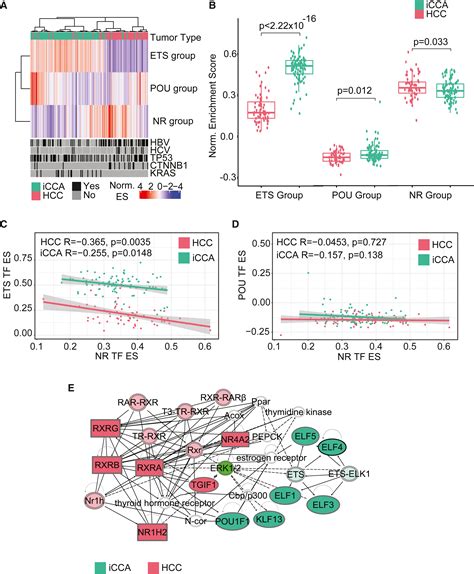 Genome Wide Profiling Of Transcription Factor Activity In Primary Liver Cancer Using Single Cell
