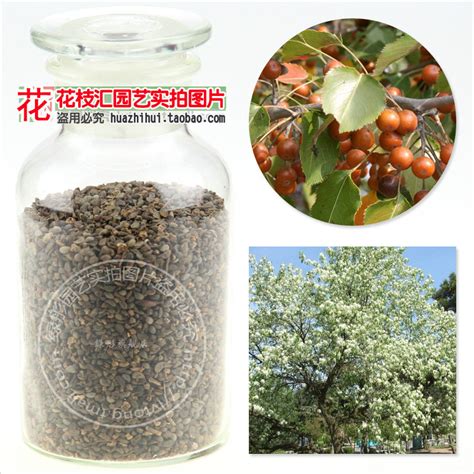 林木种子 新采杜梨种子 棠梨种子 优质苗木种子 嫁接梨树主要钻木 花枝汇