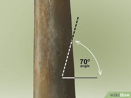 Ways To Remove A Tree WikiHow