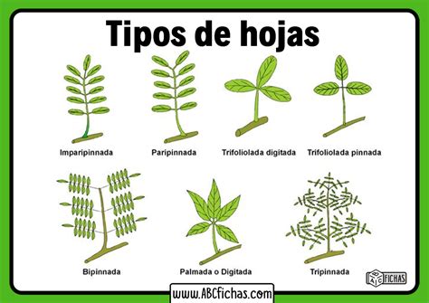 Tipos De Fichas