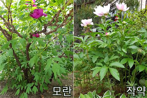 헷갈리지 마세요 모란 작약 차이점 디지틀조선일보 디조닷컴 dizzo