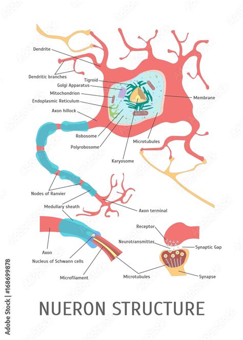 Cartoon Structure Of A Neuron Vector Stock Vector Adobe Stock