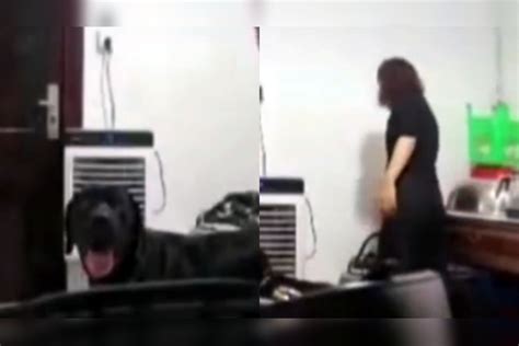 女子出门忘拔钥匙，遭陌生女私自闯入家中，被狗咬伤后要求赔偿