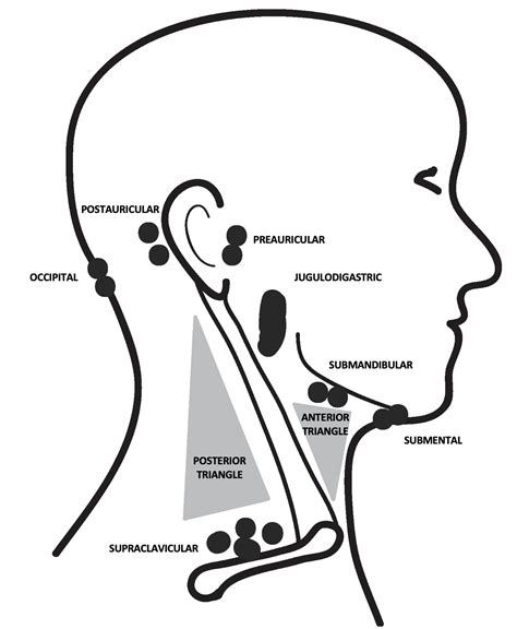 Lymph Node Examination Oscestop Osce Learning