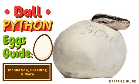 Ball Python Eggs Guide Incubation Breeding And More