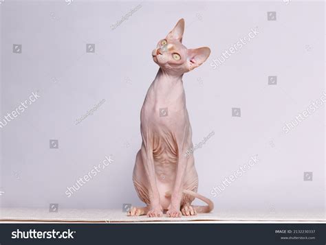 Cute Cat Breed Sphinx Naked Cat Stock Photo Shutterstock