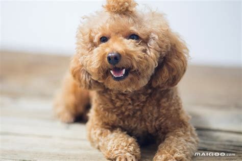 十大最聪明的狗排名 世界上什么狗最聪明 十大聪明犬排名 WE生活