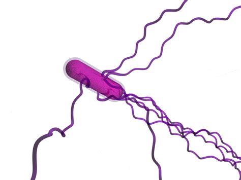 Syphilis Cliparts Raising Awareness And Promoting Prevention Through